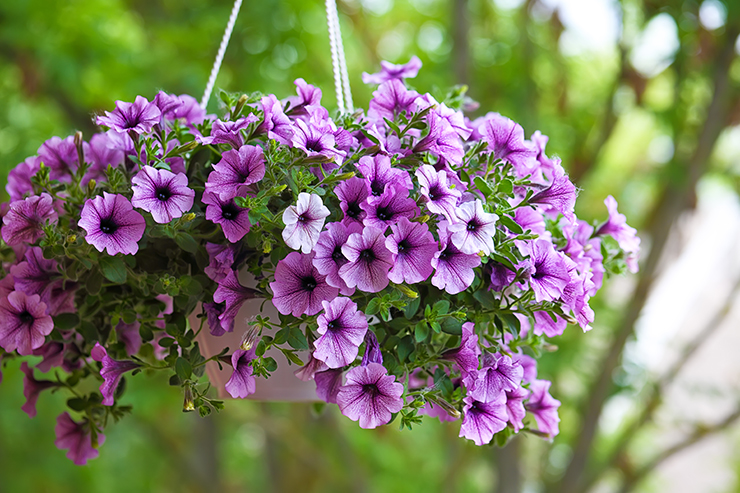 How To Make A Winter Hanging Basket Rated People Blog how-to-make-a-winter-hanging-basket-rated-people-blog